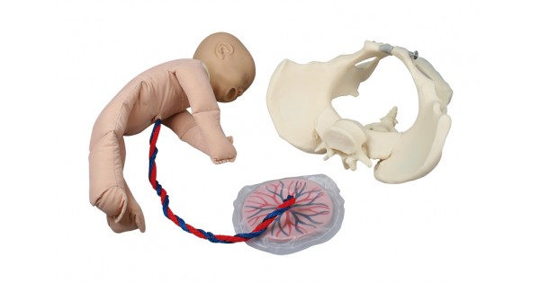 Foetus pop met vrouwelijk bekken