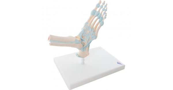 Anatomisch Model Enkelgewricht