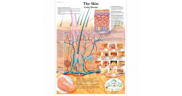 Anatomische Posters Huid